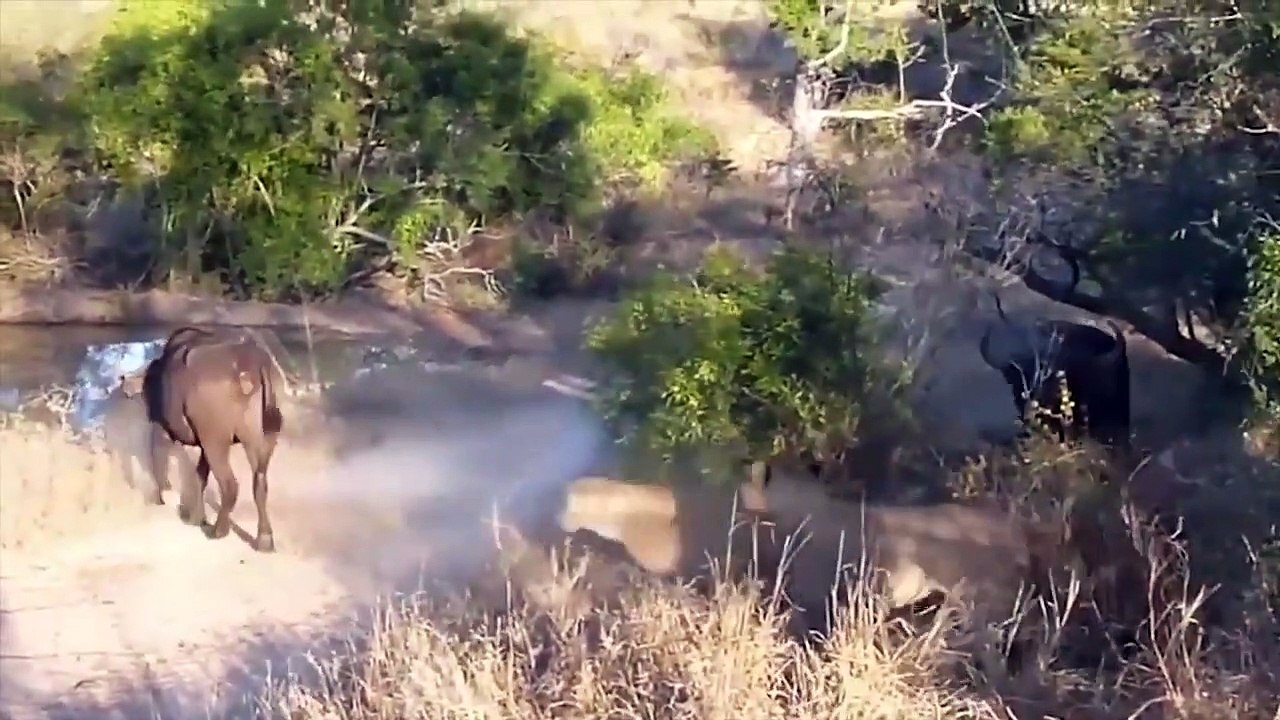 Badger Honey disturbs the animal kingdom - Badger Honey attack Lion ...