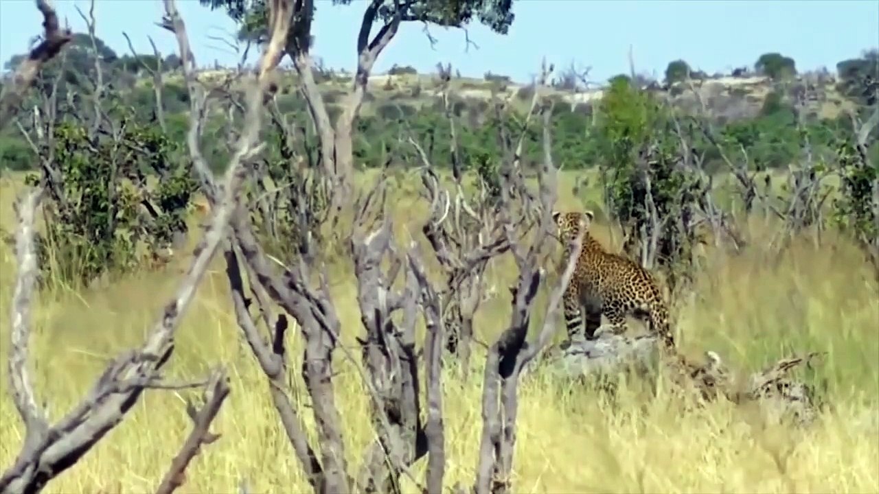 Leopard suffers from the physical torture coming from the herd Hyena ...