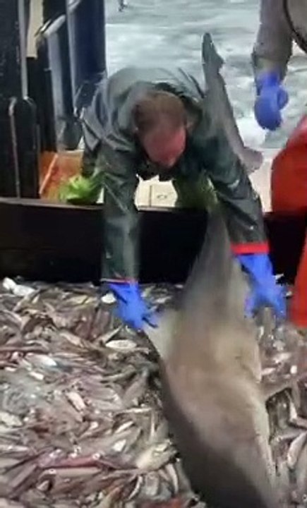 Ils attrapent un requin dans leur filet sans le vouloir - Vidéo Dailymotion