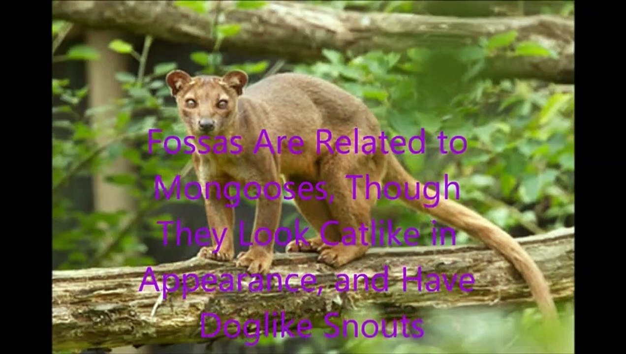 Animal Fight Club Season 2 Episode 16 Fossa Vs African Civet - video ...