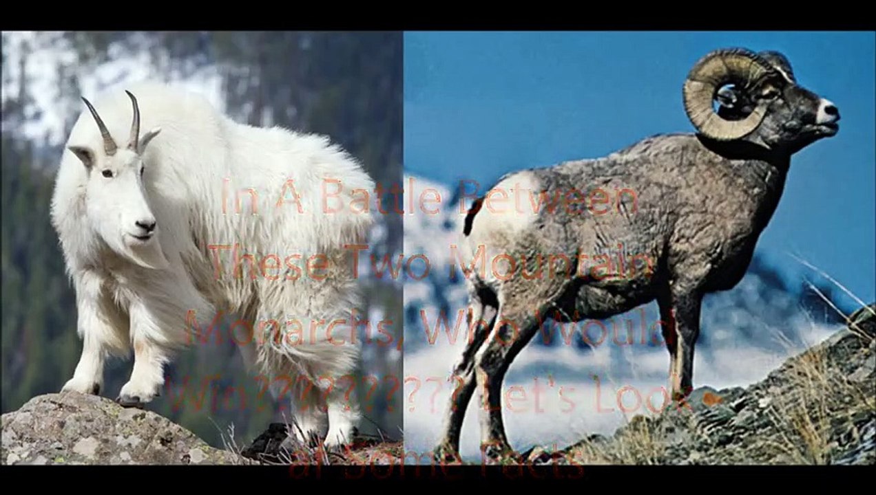Animal Fight Club Season 2 Episode 11 Mountain Goat Vs Rocky Mountain ...