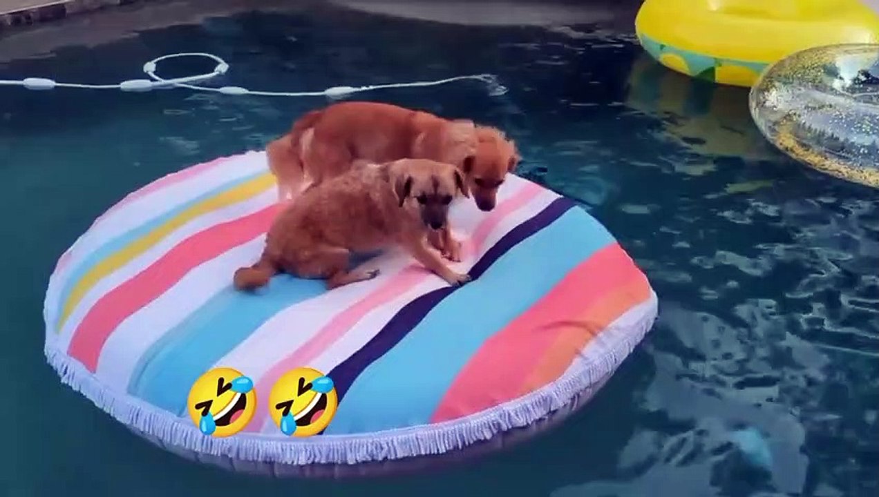 Funny Videos part 2 - video Dailymotion