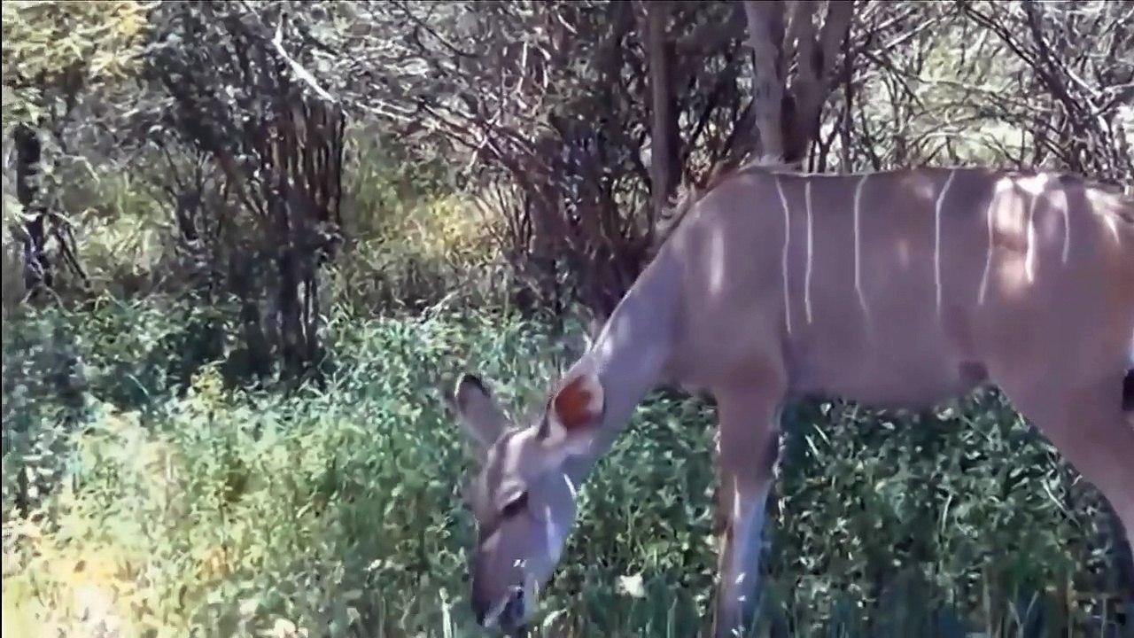 Wildebeest Fight Predators To Survive Including Lions, Jaguars, Wild ...