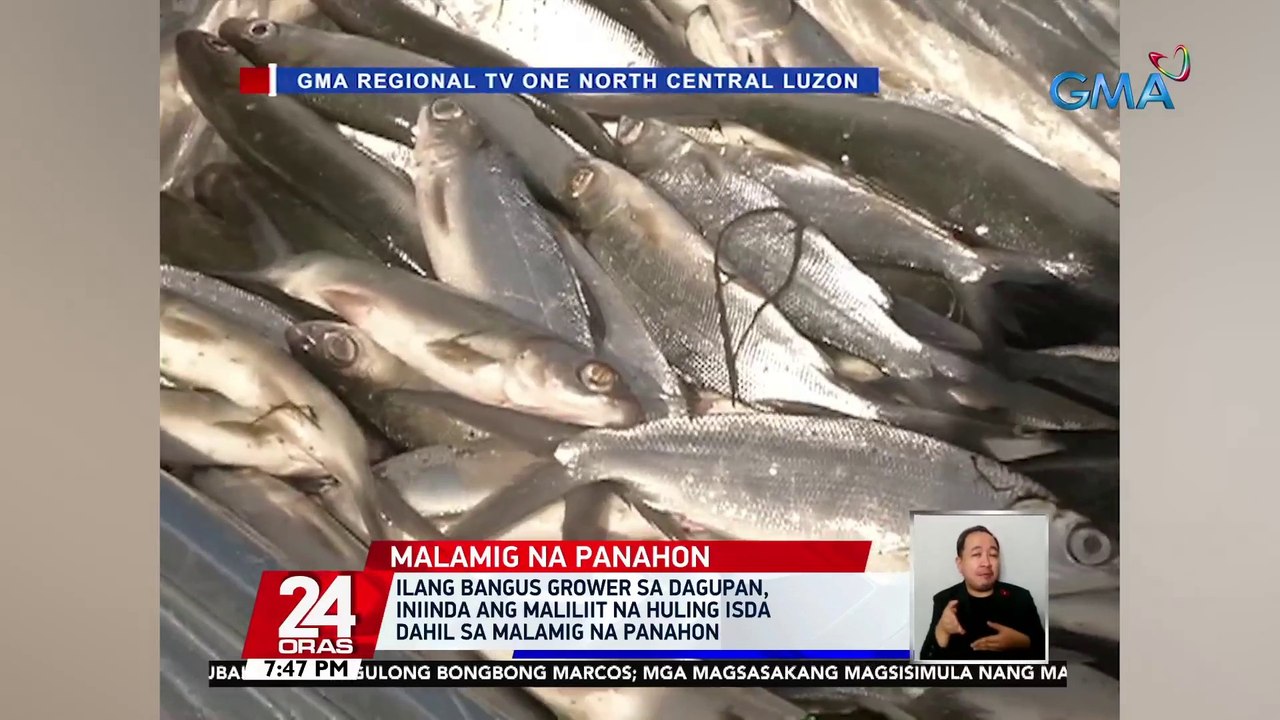 Ilang bangus grower sa Dagupan, iniinda ang maliliit na huling isda dahil sa malamig na panahon ...