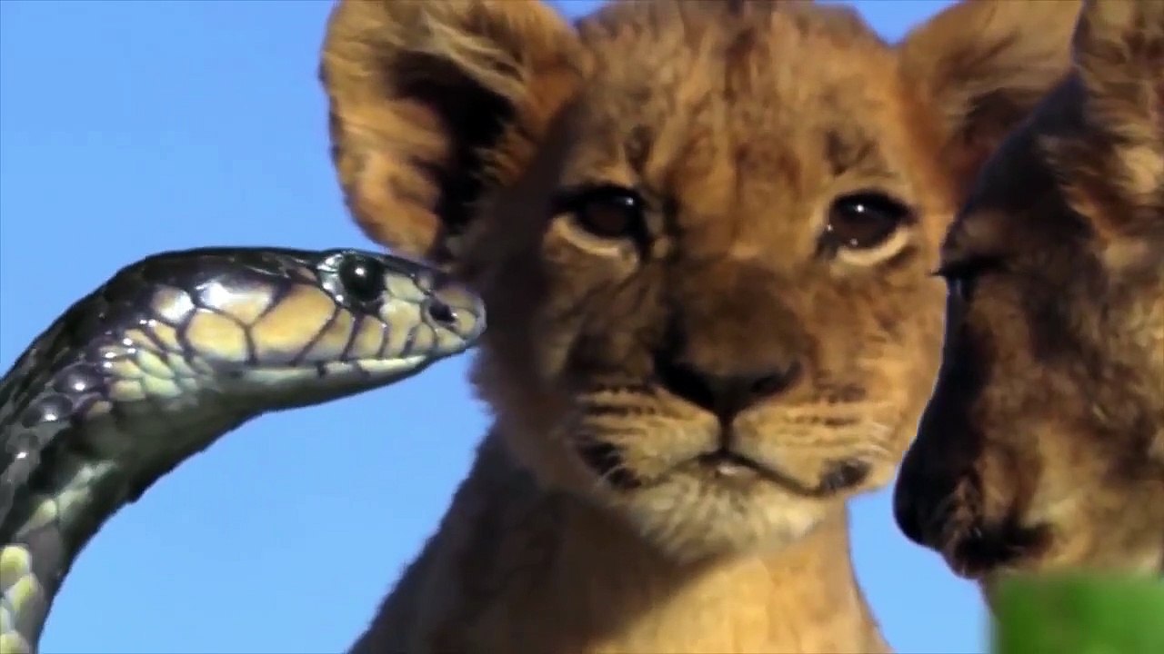 Lions Vs King Cobra Fight To Death - Lion Cubs Escaped From Snake Hunting And Returned With ...