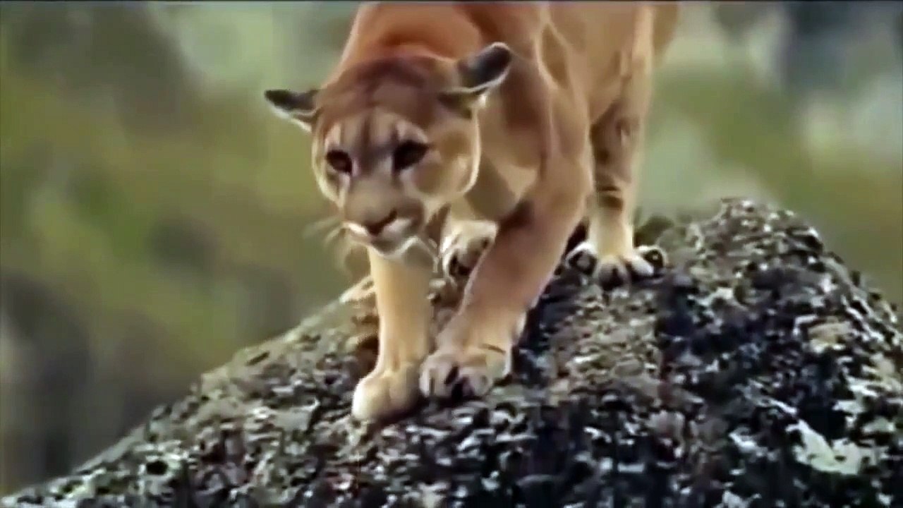 Puma VS Bear Real Fight - Mother Bear Save Her Baby From Puma - Wild ...