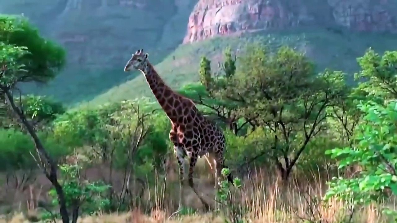 Top 10 Preys Fight Back Predators - Wild Animals Fight To Death - video ...
