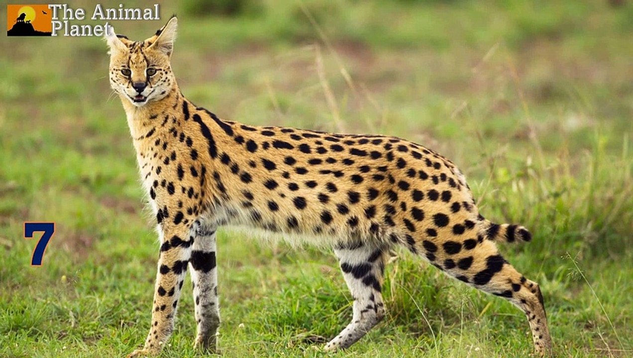 Wild Cats of the World │Top 12 Wild Cat Family │Wildlife Animals │The ...