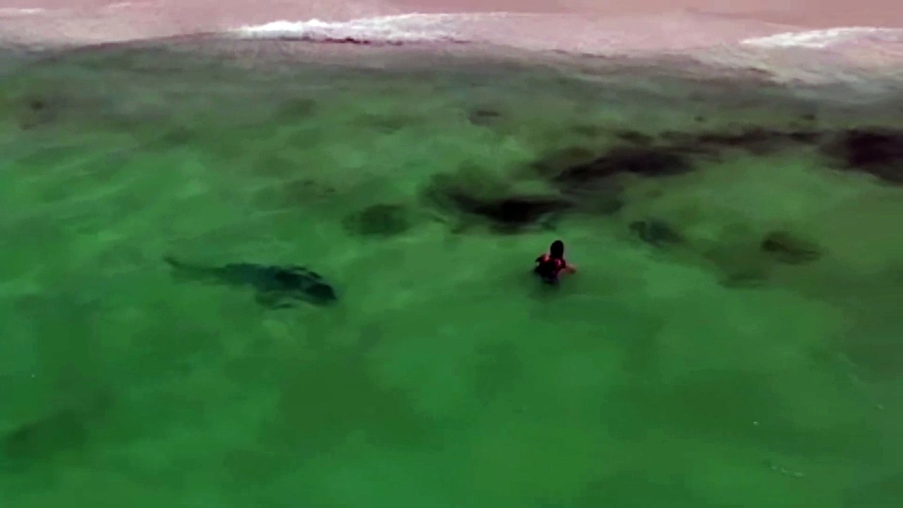 Heart-Stopping Moment_ Monster Shark Comes Within Two Metres of Bikini ...