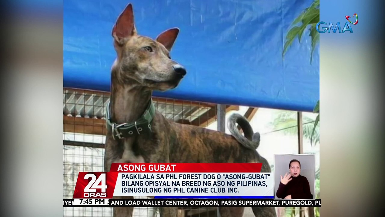Pagkilala sa PHL forest dog o "asong-gubat" bilang opisyal na breed ng ...