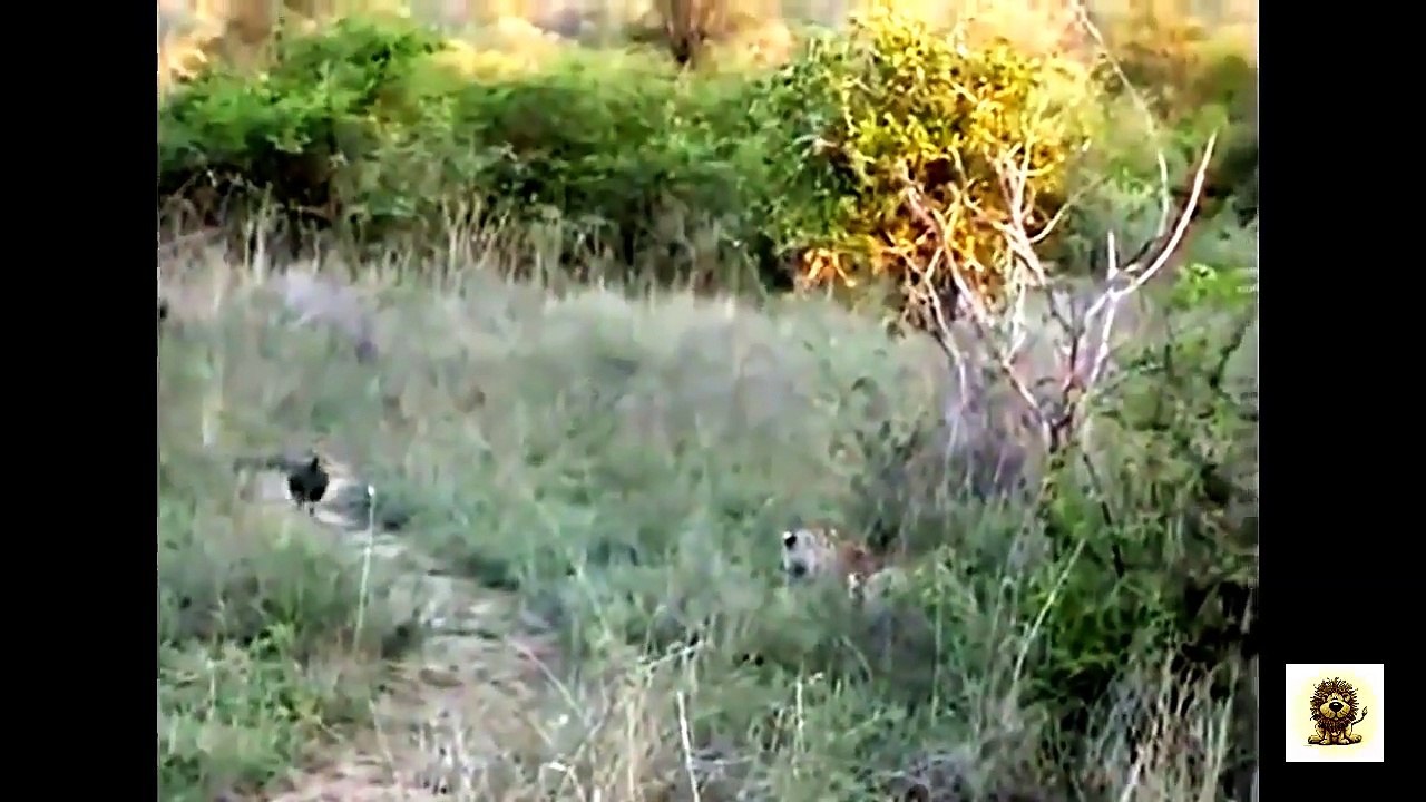 EXtreme Animal Attack- Giant Animals Fighting- Pit bull Vs Tiger (2 ...