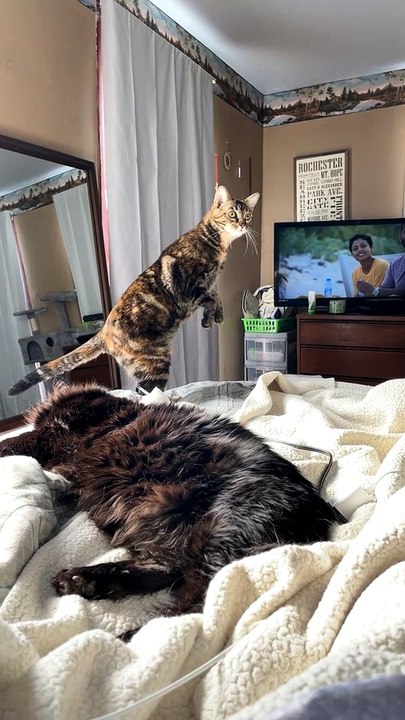 Cautious Cat Is on the Lookout - video Dailymotion