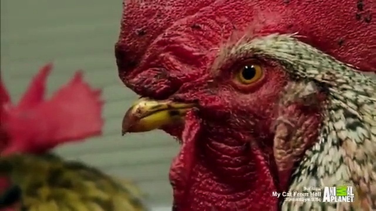 The Vet Life - Se2 - Ep05 - Little Dog, Big Problem HD Watch - video Dailymotion