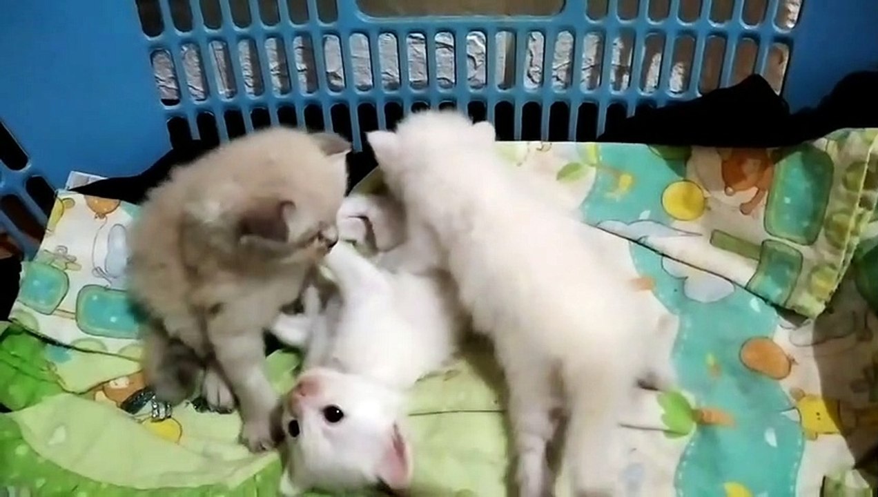Lucunya Anak Kucing Baru Belajar Berantem - Video Dailymotion