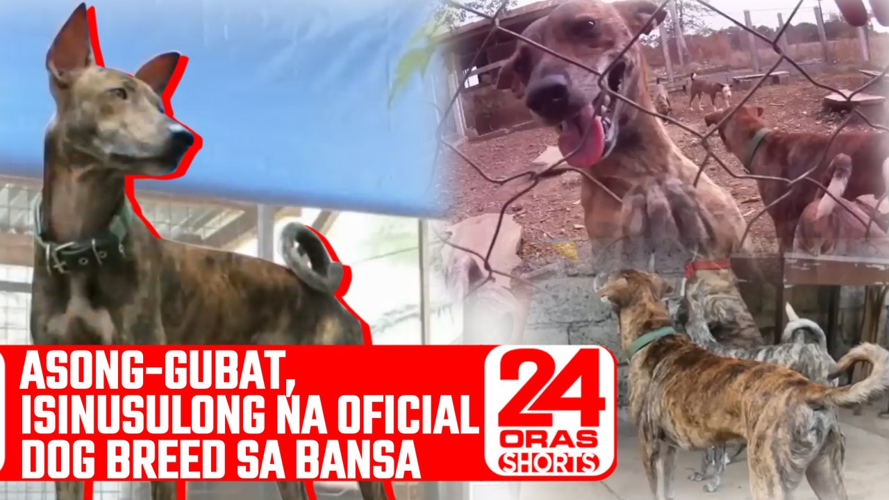 Asong-Gubat, isinusulong na oficial dog breed sa bansa | 24 Oras Shorts ...