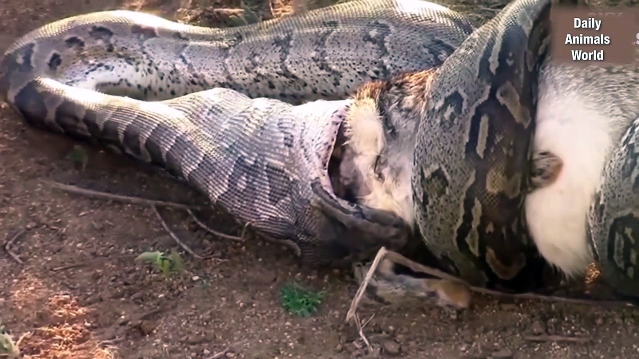 Lion vs Phthon Snake Fight Don't Miss Wild Animal Attacks Lion vs Snake ...