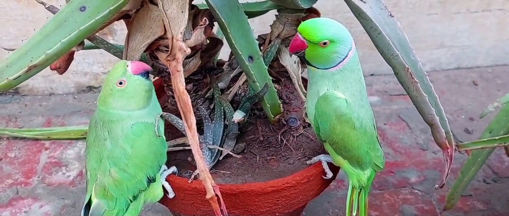 A Cute Funny Parrots Talking Videos Compilation Best Talking parrot ...