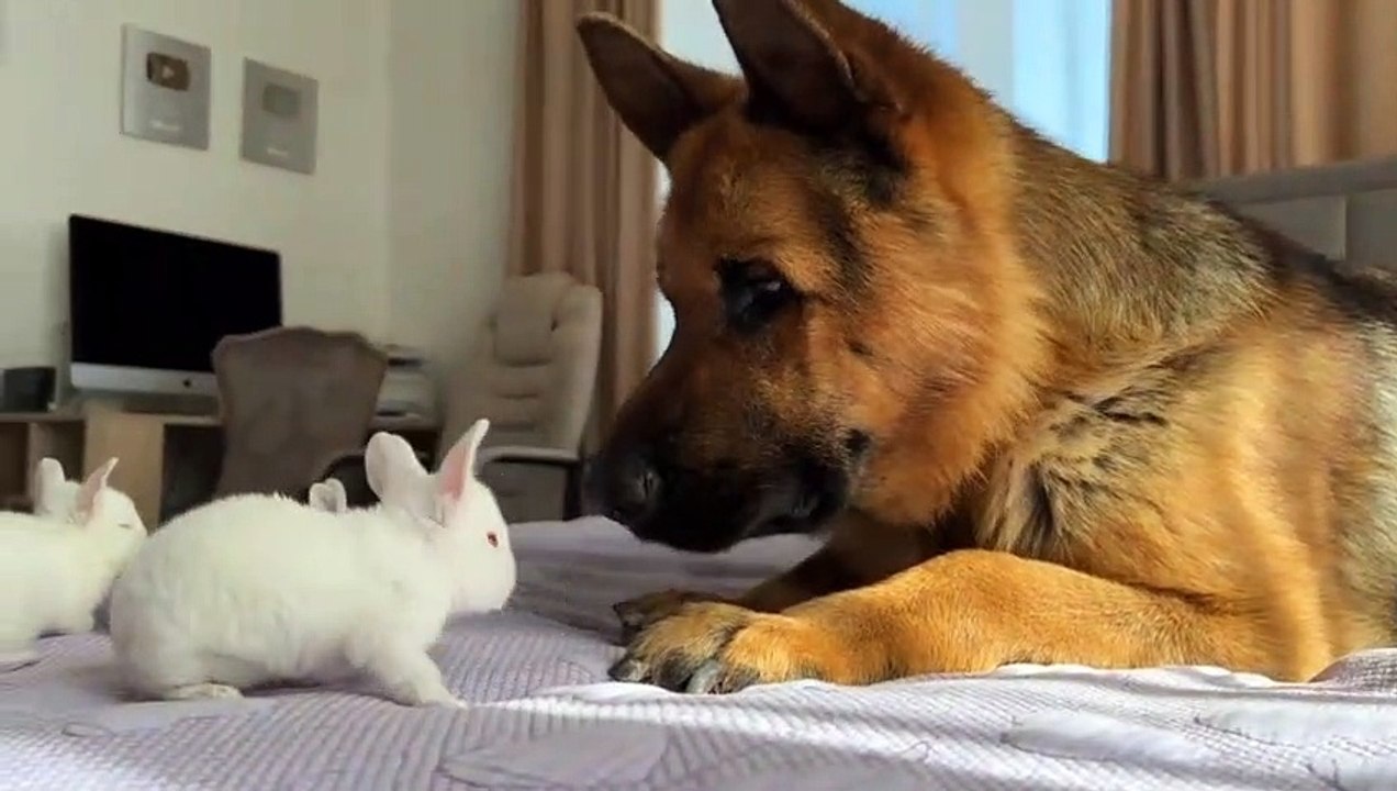 DOG AND RABIT LOVES - video Dailymotion