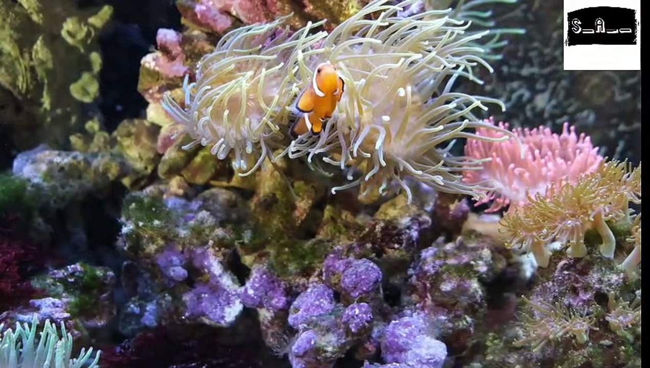 Best relaxing music with Most beautifull fish and water sounds ...