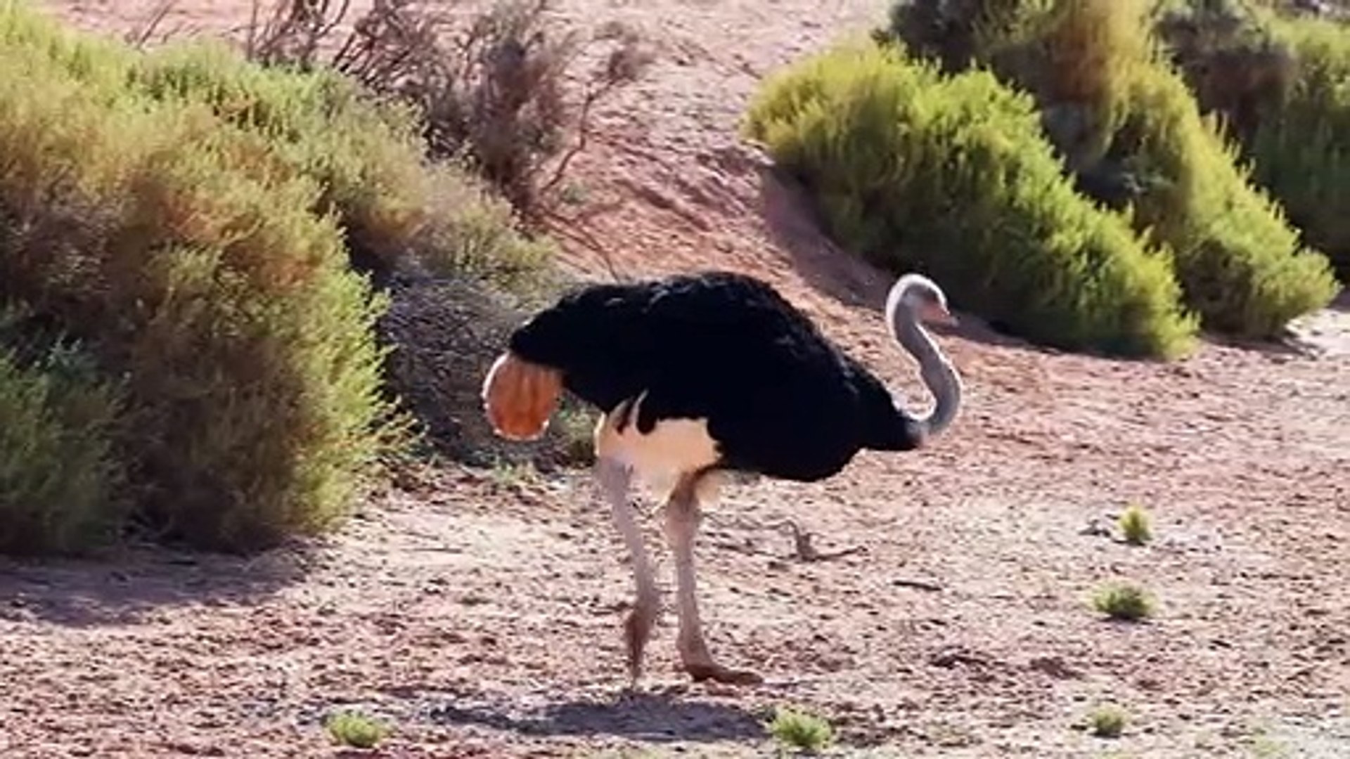 Ostrich Running From Lion