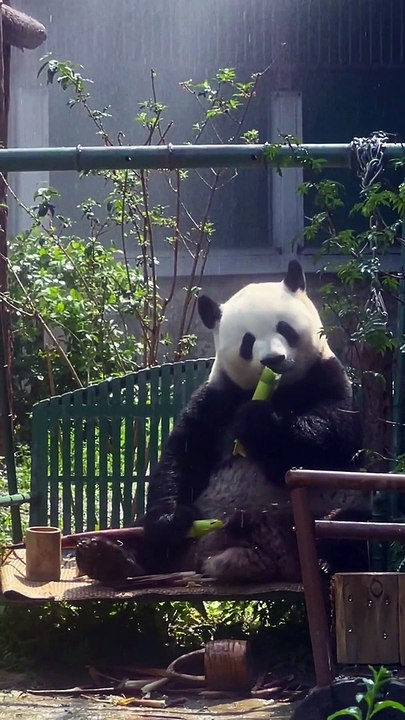 Panda Meng Lan Asmr+Rainy Day - video Dailymotion