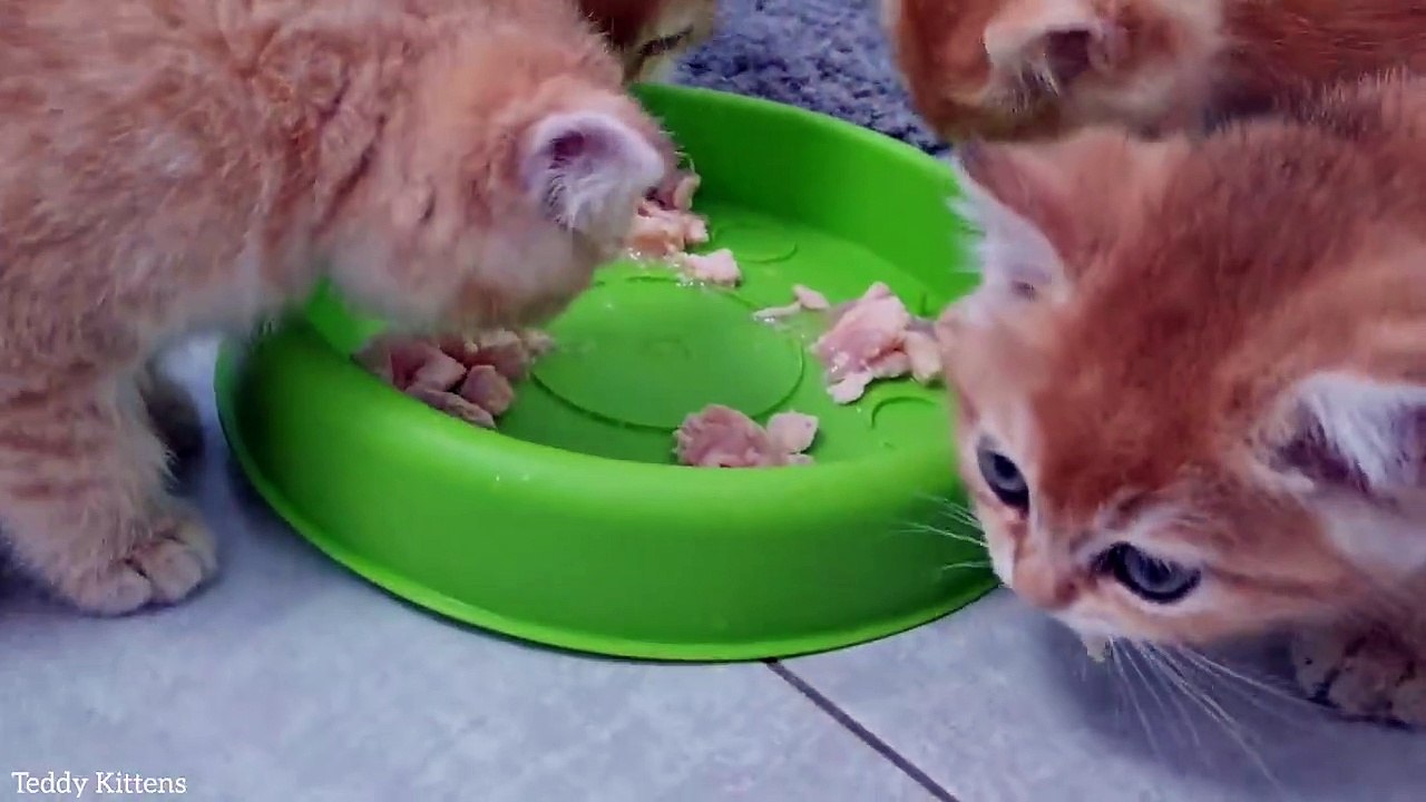 Please give me MEAT! Hungry kittens _ asmr - video Dailymotion