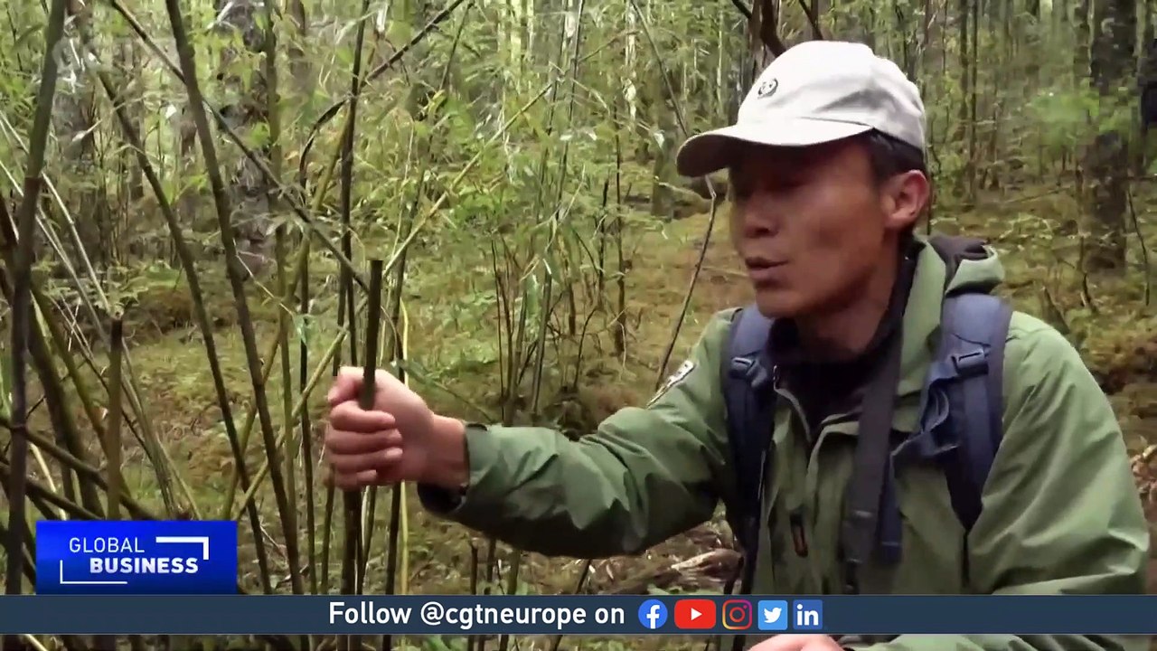 Giant pandas poop every 30 minutes. And it smells of ... - video ...