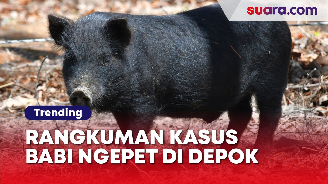 Bak Serial Drama: Rangkuman Kasus Babi Ngepet di Depok yang Berjilid ...
