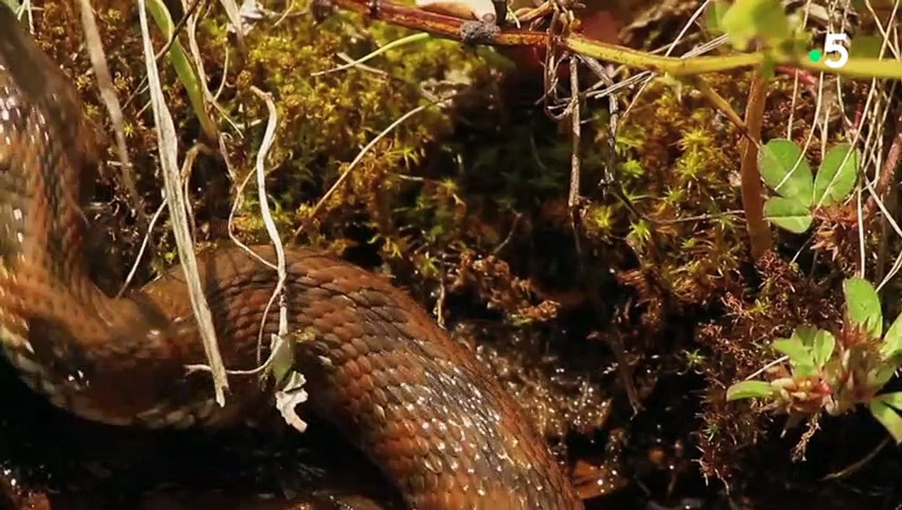 L'accouplement des serpents, tellement glamour - ZAPPING SAUVAGE ...