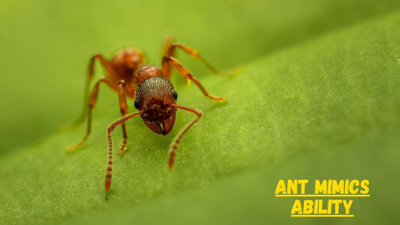 The Ability of Ants Mimics - video Dailymotion