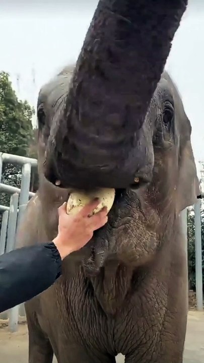 Ingenious Elephant Watch as an Elephant Masterfully Makes Pieces with ...