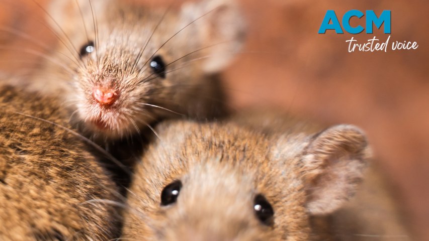 Rodent plague in Queensland: farmers scramble to control population ...