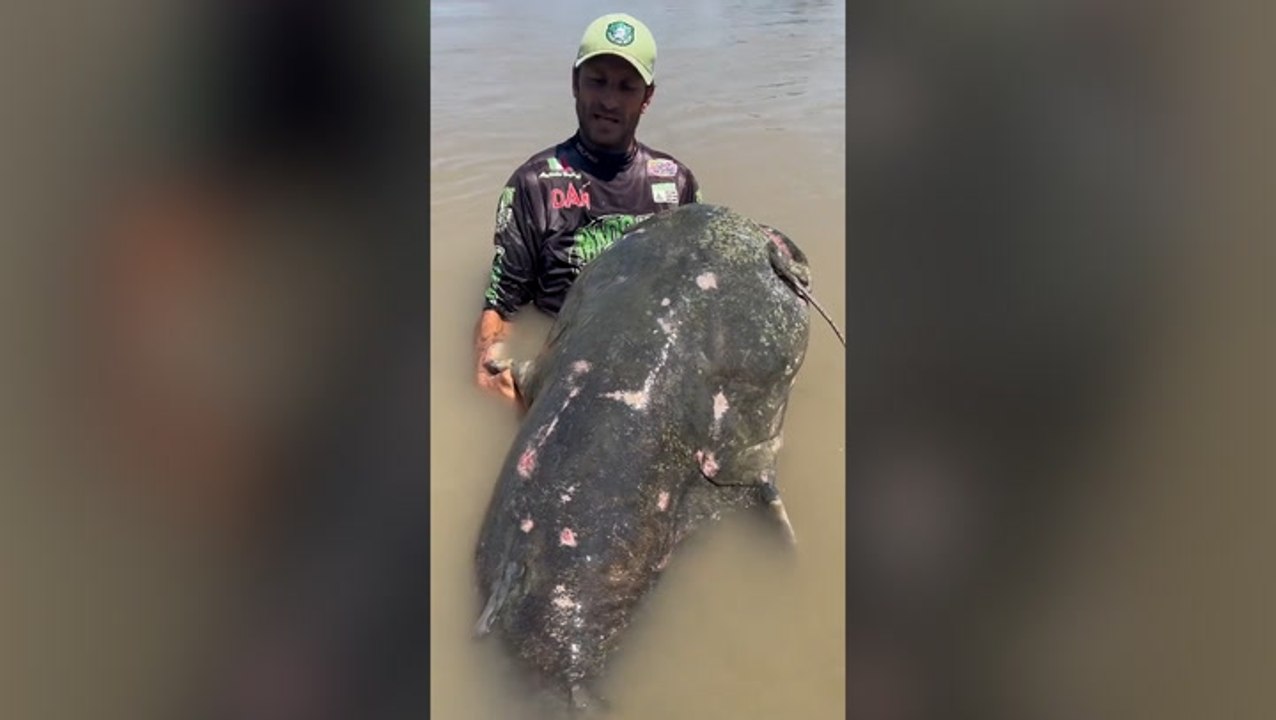 ‘Monster’ 9ft catfish caught in Italy - but it won’t break the world ...