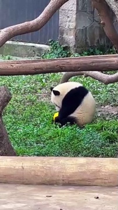 Panda Yu Ai And Little Duck - video Dailymotion