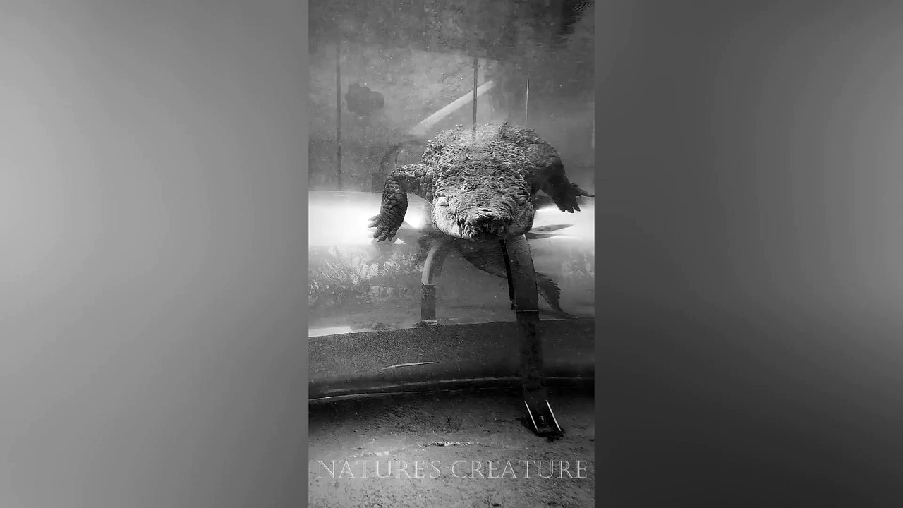 Killing machine - video Dailymotion