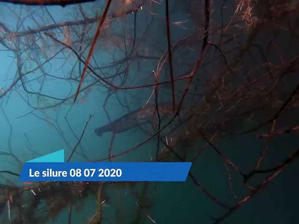 Les silures 08 07 2020 - Vidéo Dailymotion