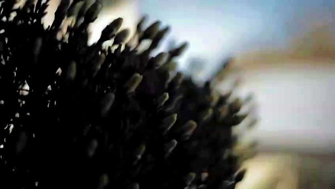 beautifull Flowers ######## - video Dailymotion
