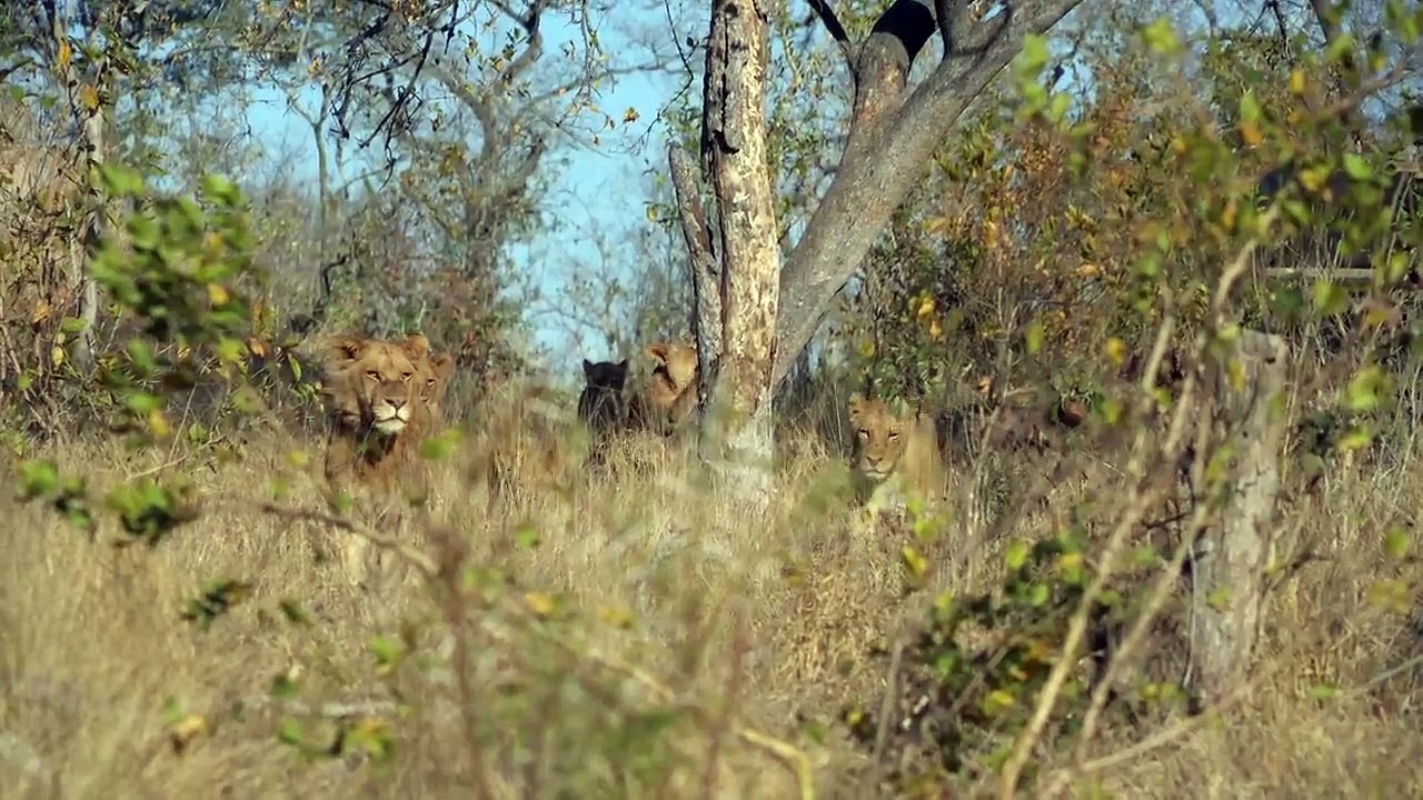LIONS catch and devour young BUFFALO - video Dailymotion