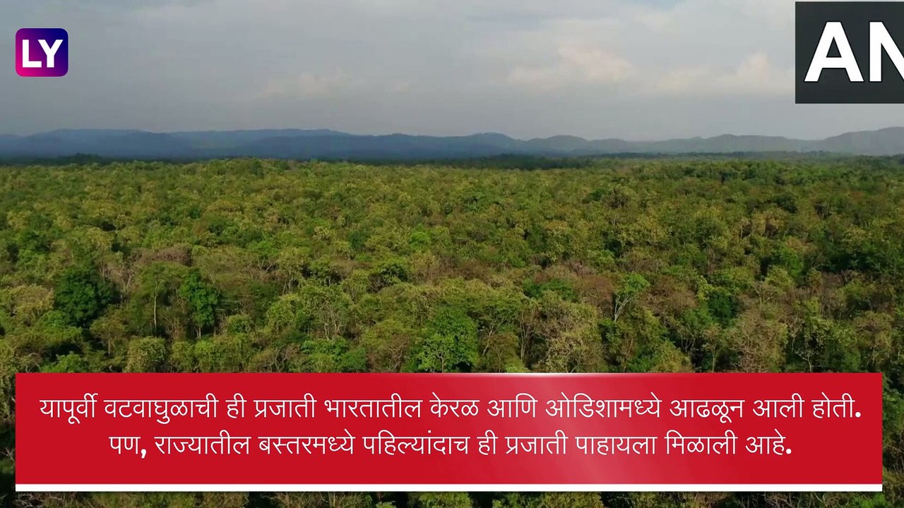 छत्तीसगड मधील Kanger Ghati National Park मध्ये आढळला चक्क नारंगी रंगाचा ...
