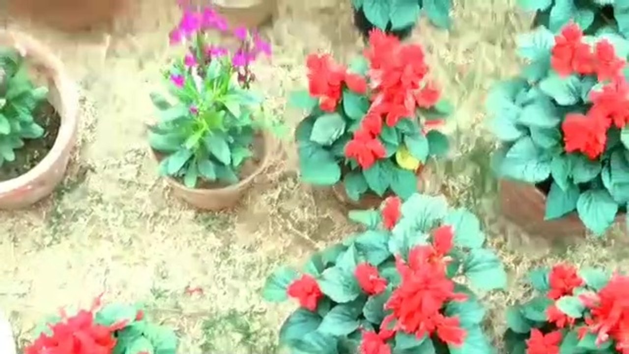 flower garden... - video Dailymotion