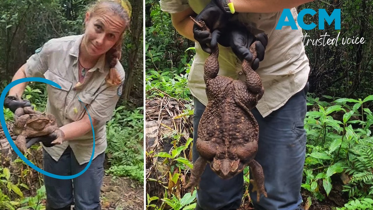 Toadzilla!: Giant cane toad found in North Queensland weighs 2.7kg ...