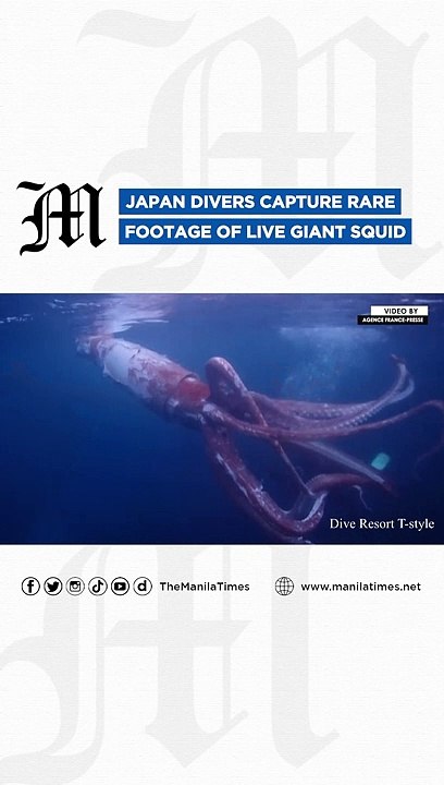 Japan divers capture rare footage of live giant squid - video Dailymotion