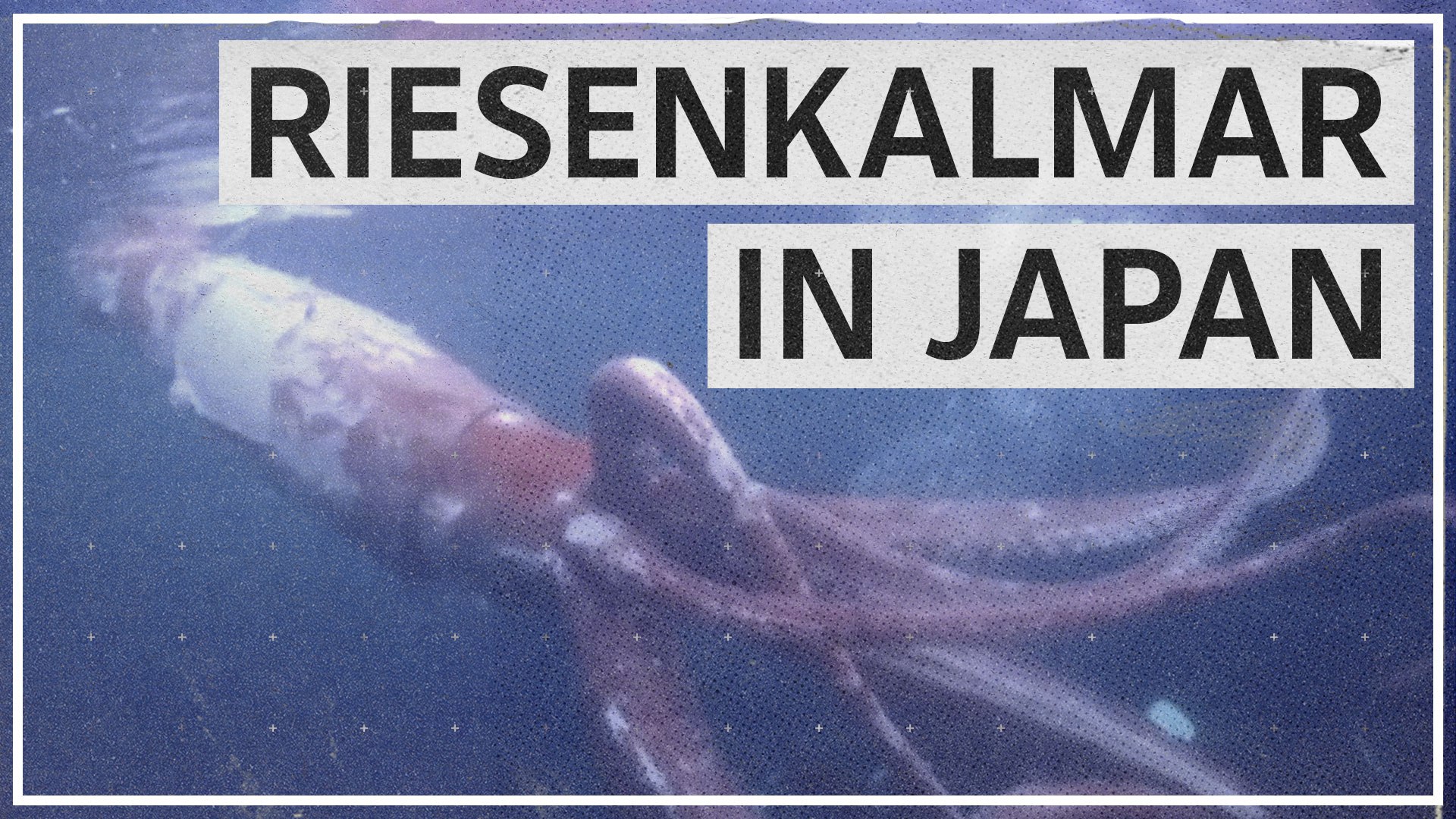 Lebender Riesenkalmar In Seinem Natürlichen Lebensraum Die Tiefsee: