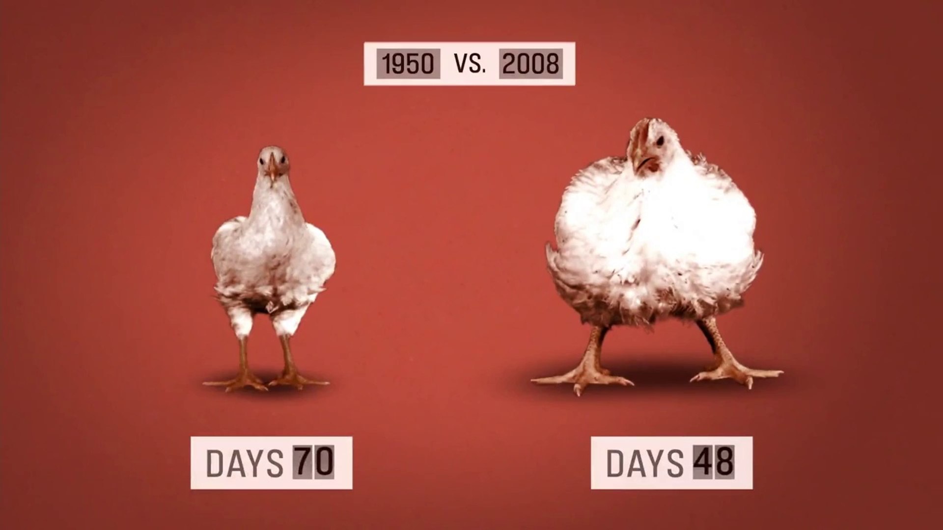 Food Inc Watch Online