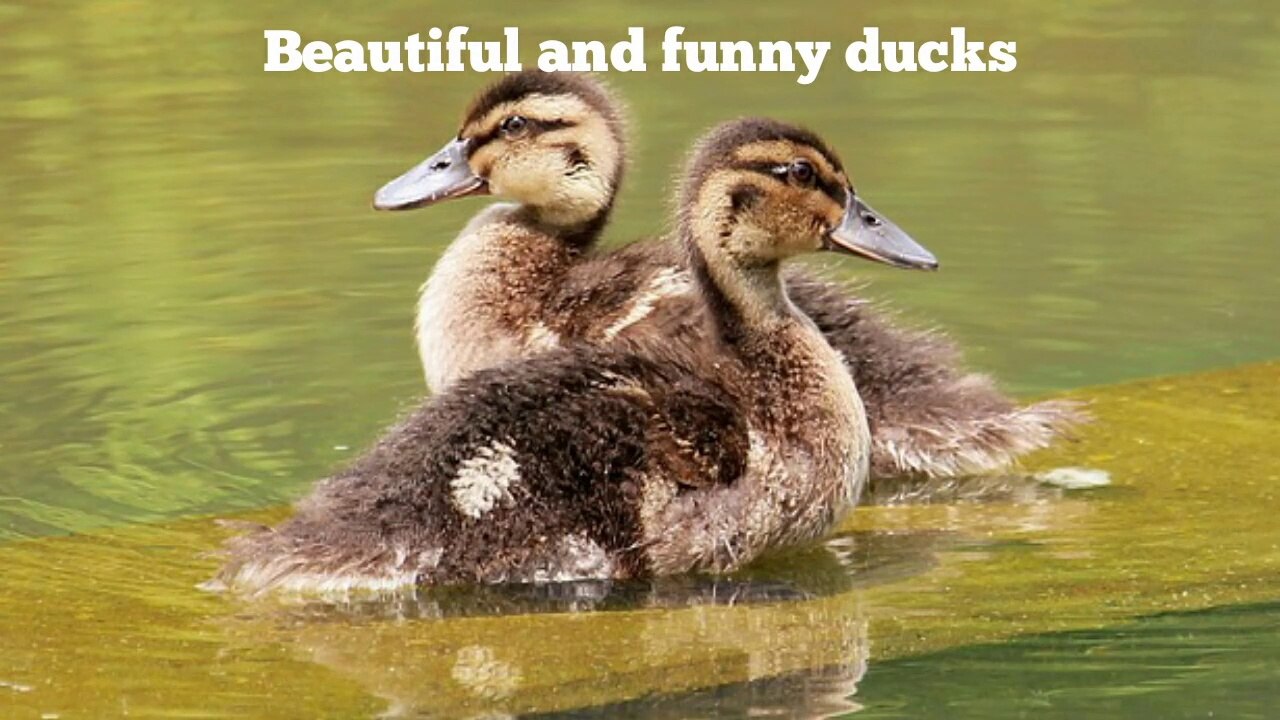 Beautiful and funny ducks | Amazing ducks | ducks | funny content ...