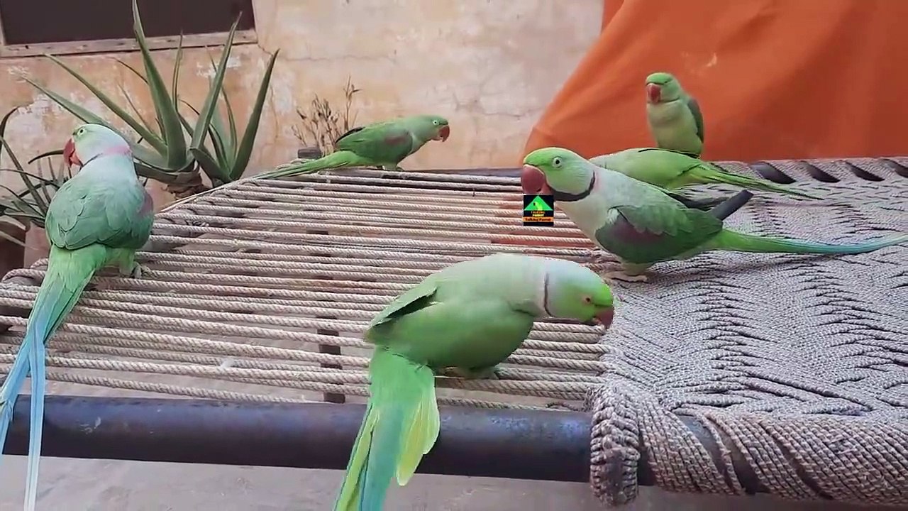 So Amazing Video Of Talking Parrots - video Dailymotion