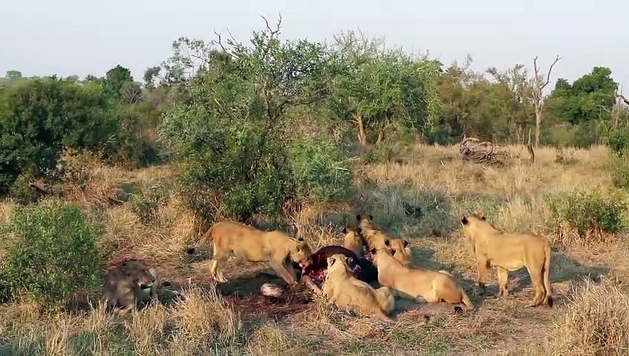 Rival LION COALITIONS and a PRIDE feed on same BUFFALO - video Dailymotion