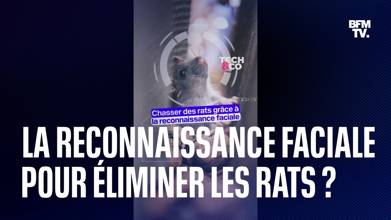 Chasser les rats grâce à… la reconnaissance faciale - Vidéo Dailymotion