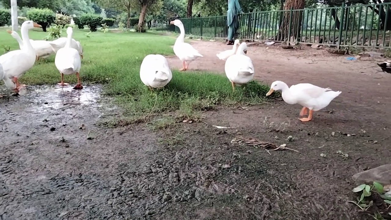 Goose Honk Noise Sound Effect Video | Kingdom of Awais - video Dailymotion