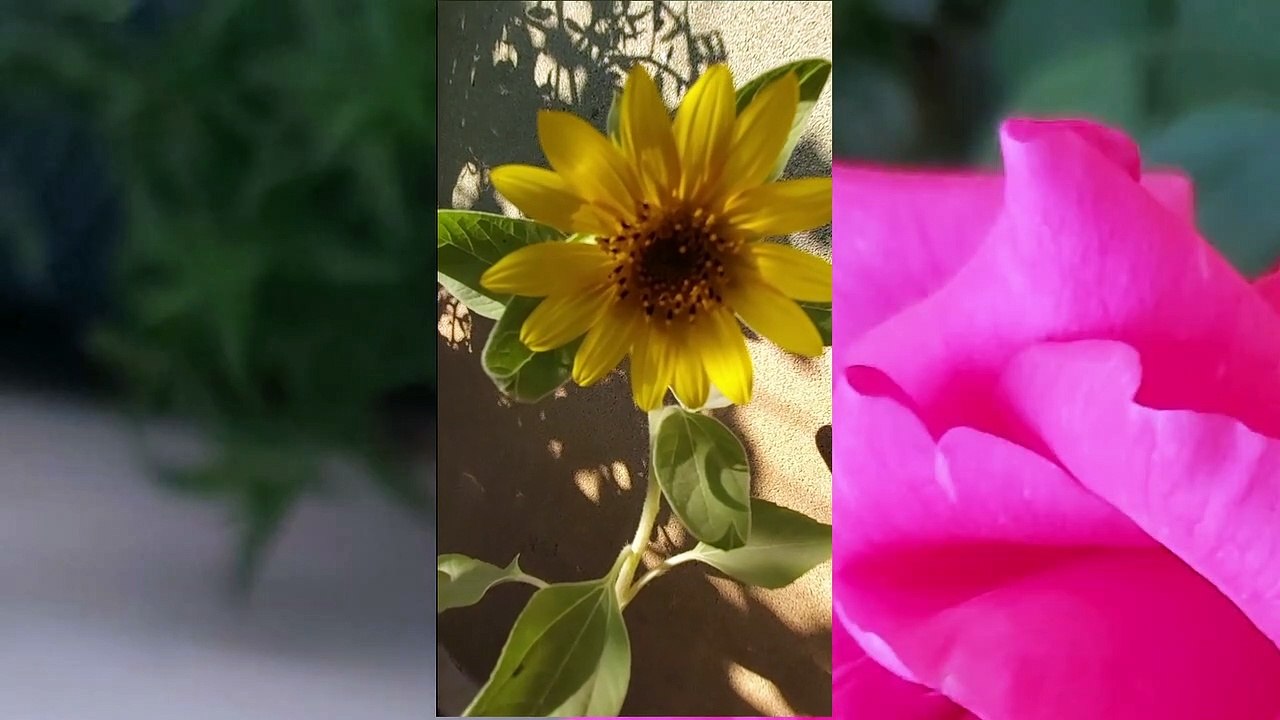 flower dancing - video Dailymotion